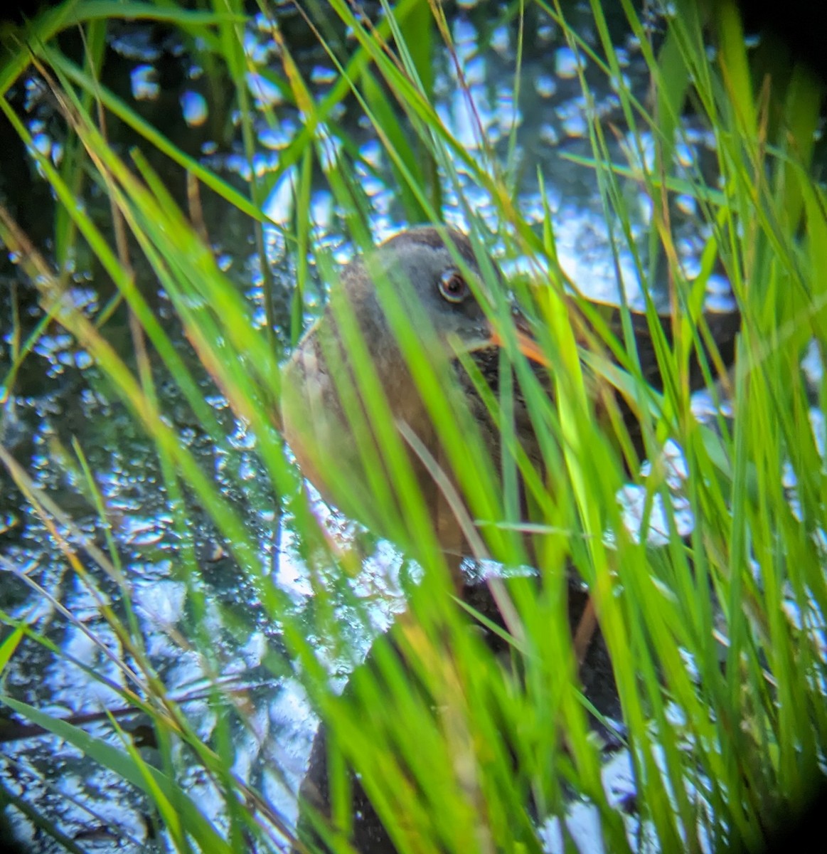 eBird Checklist - 22 Apr 2024 - The Park at Flat Rock - 14 species