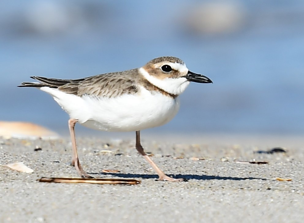 eBird Checklist - 22 Apr 2024 - Island Beach SP--Reed's Road Oceanside ...