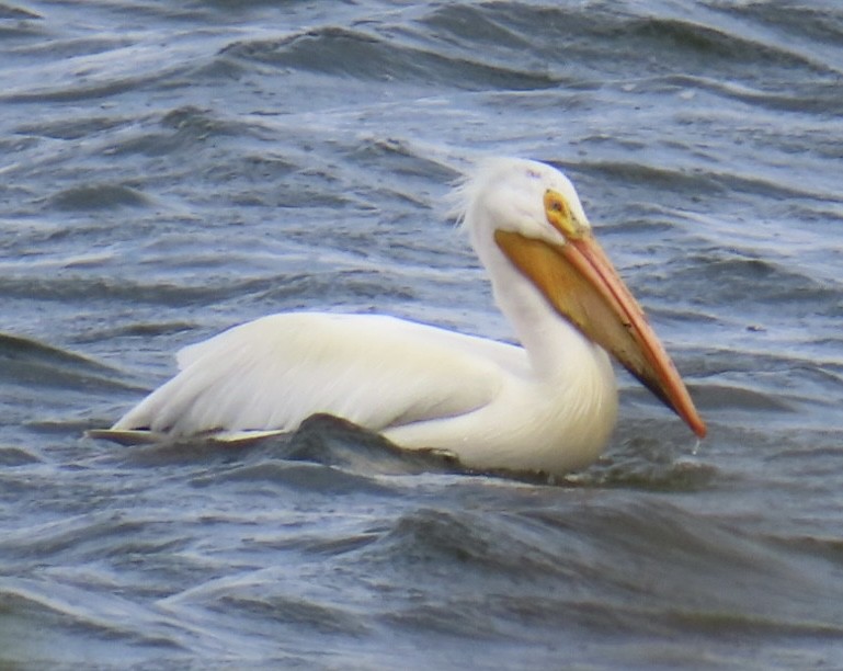 eBird Checklist - 22 Apr 2024 - Lake Farm County Park - 25 species