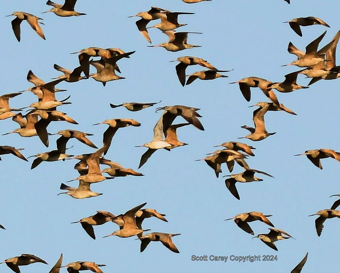 eBird Checklist - 21 Apr 2024 - Arcata Bottoms--Heindon Rd. - 13 ...