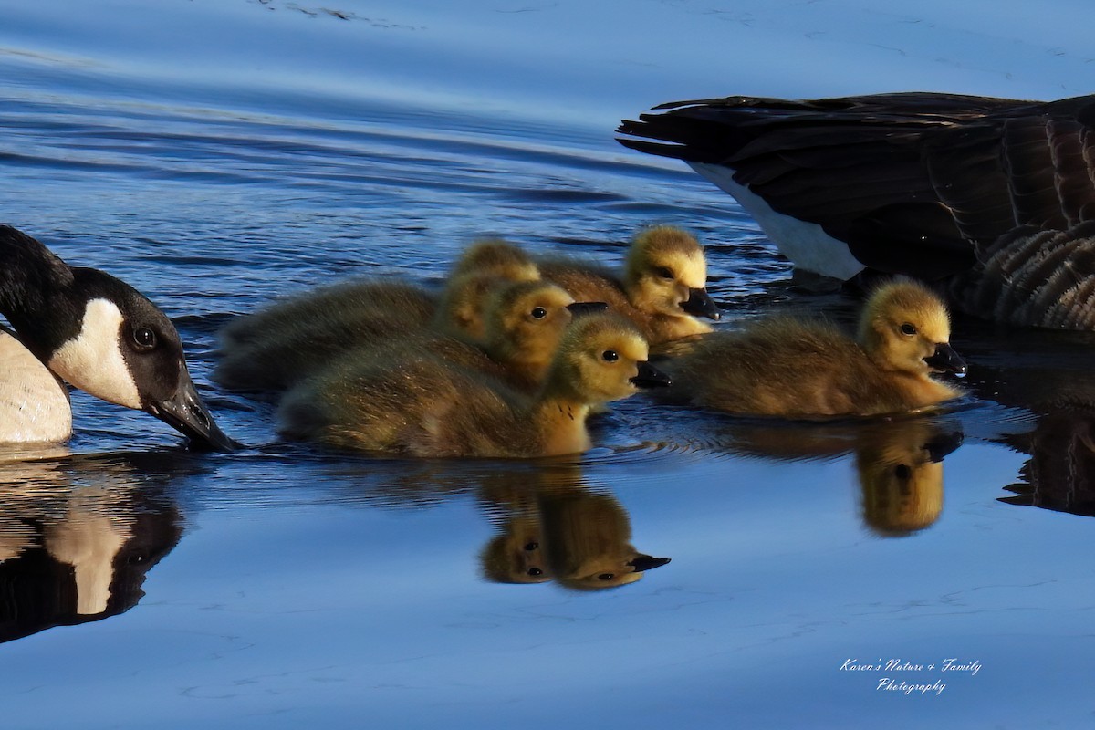 eBird Checklist - 22 Apr 2024 - Wallkill River NWR--Owens Station ...