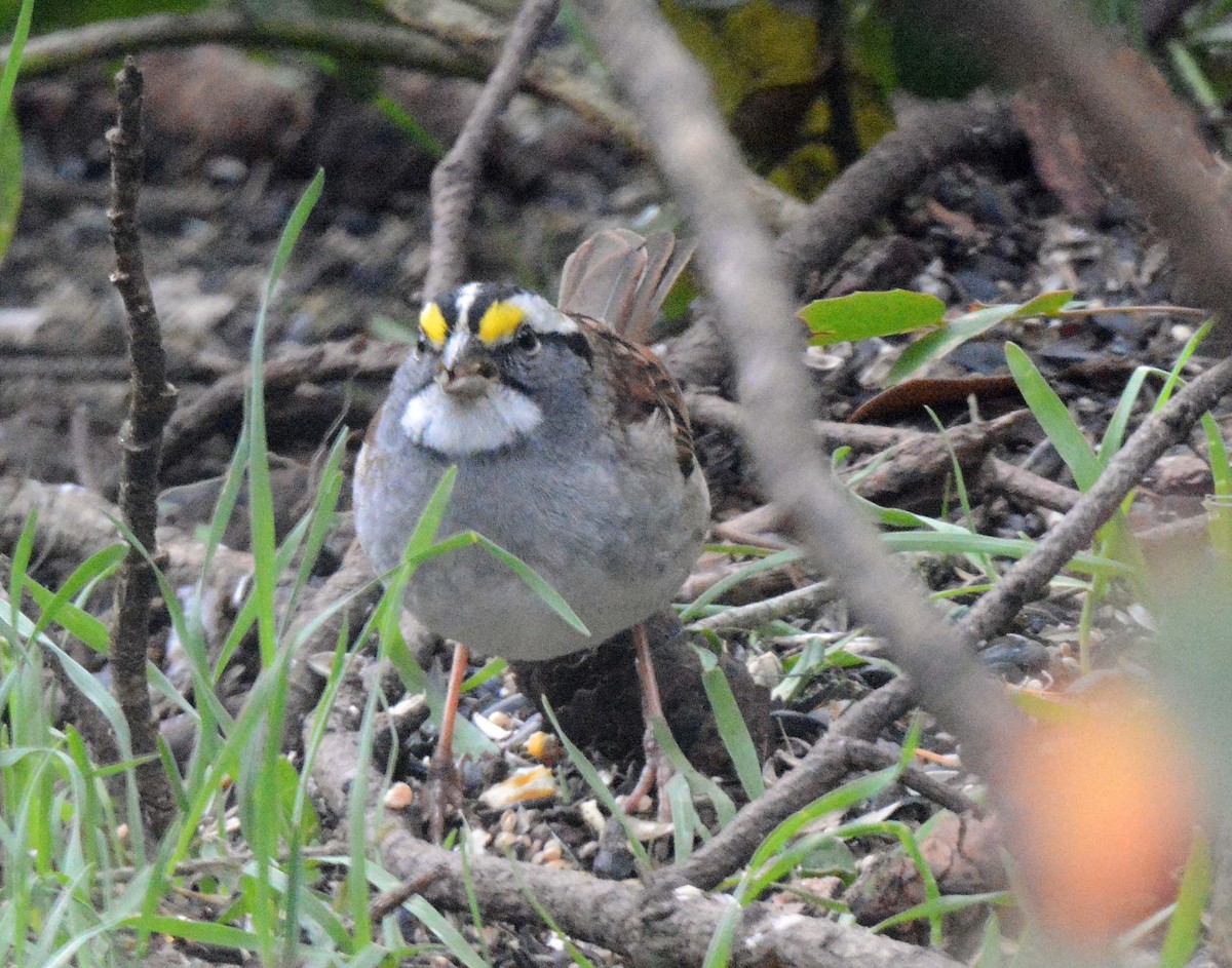 eBird Checklist - 15 Apr 2024 - Pierce - 1 species