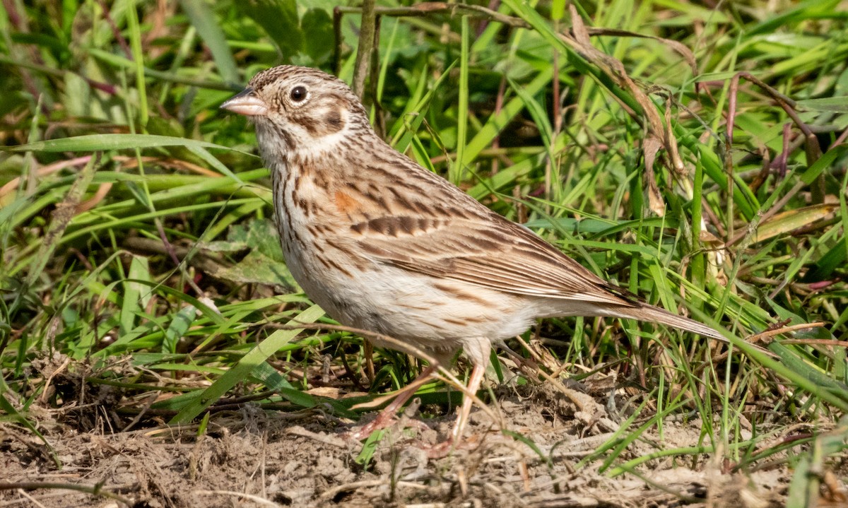 eBird Checklist - 21 Apr 2024 - Arcata Bottoms--Heindon Rd. - 9 species