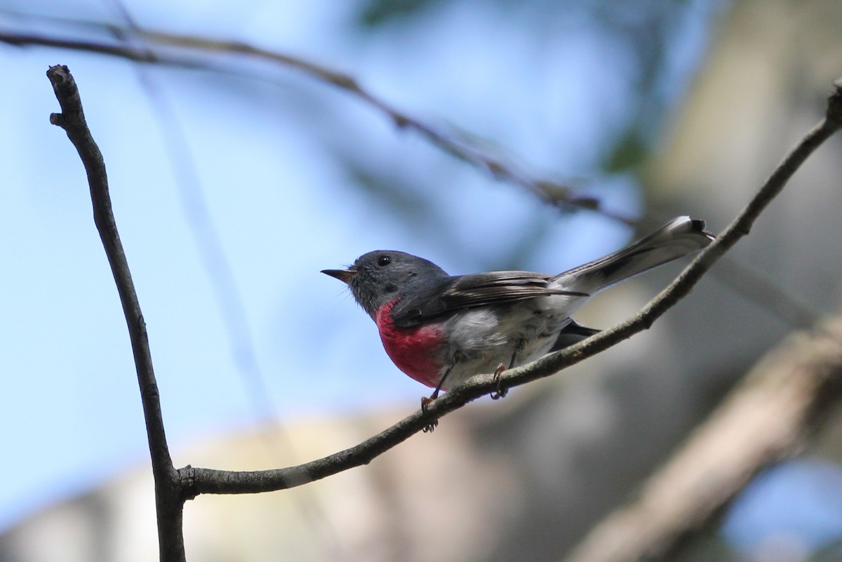 eBird Checklist - 23 Apr 2024 - La Trobe University Bundoora--Nangak ...