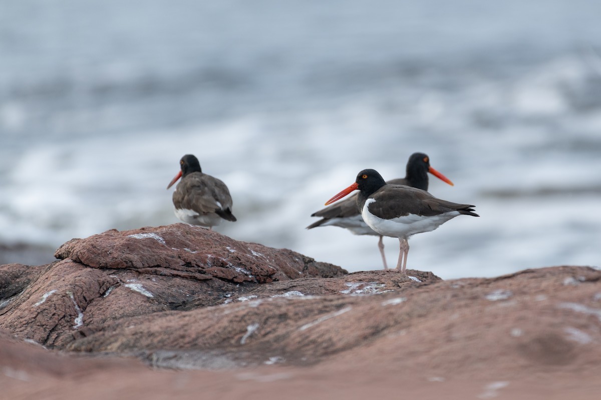 eBird Checklist - 21 Apr 2024 - Punta del Chileno - 12 species