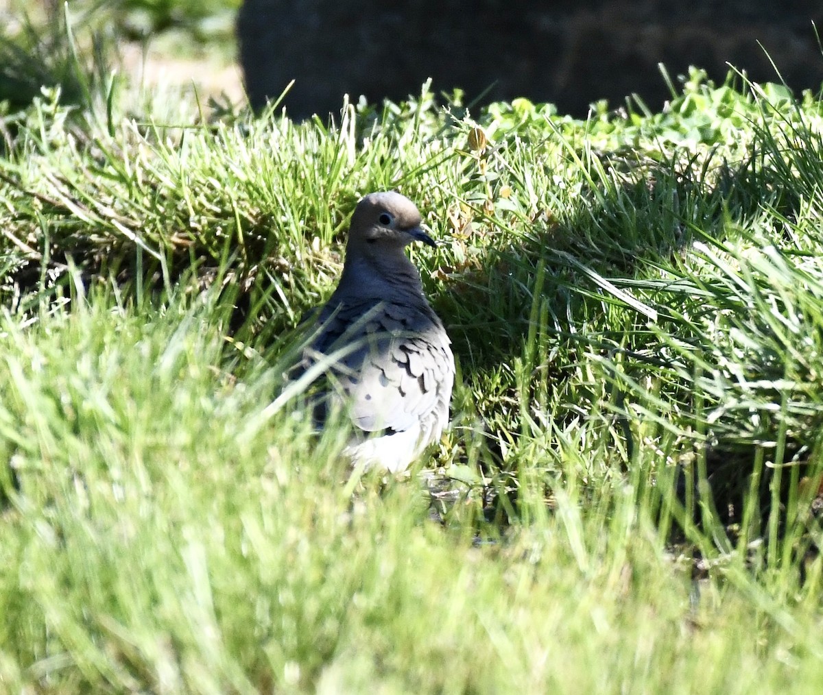 eBird Checklist - 22 Apr 2024 - Fannin Co. Park - 71 species