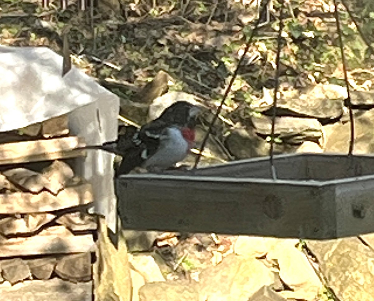 eBird Checklist - 23 Apr 2024 - "The Old Lady" Storrs yard - 17 species