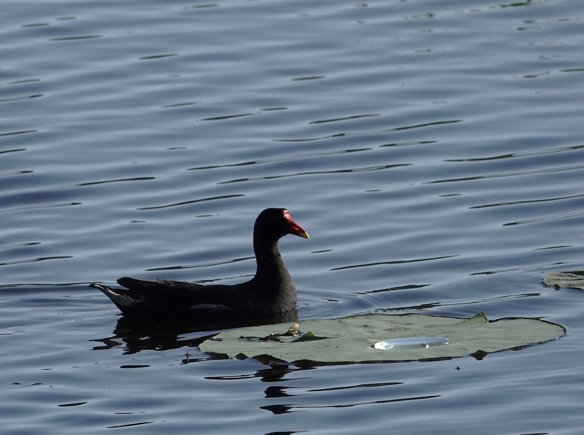 eBird Checklist - 23 Apr 2024 - Bystre Lake - 24 species