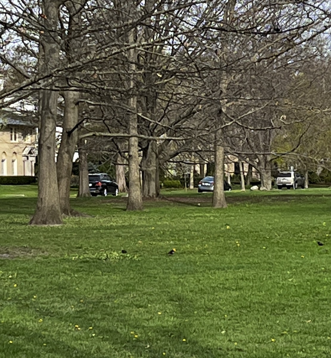 eBird Checklist - 23 Apr 2024 - Gillson Park, Wilmette - 33 species