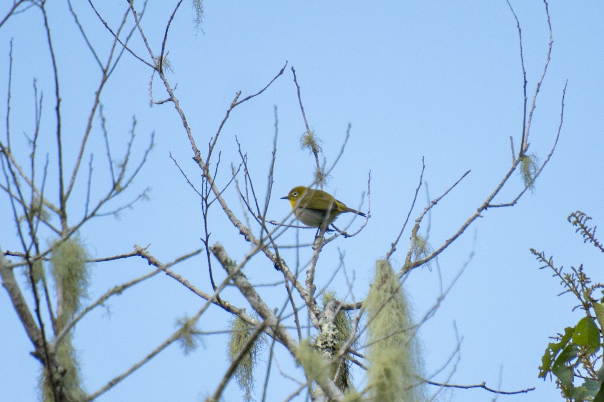 Recherche de fichiers audio-visuels - Macaulay Library et eBird