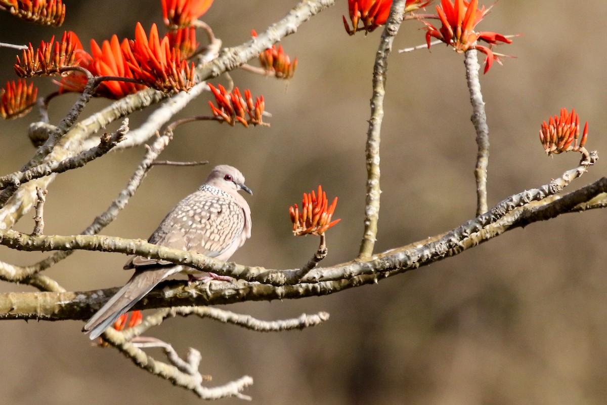 eBird Checklist - 20 Apr 2024 - Chakki Mod - Bhoj Nagar Road - 18 species