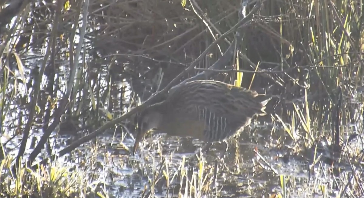 eBird Checklist - 23 Apr 2024 - Burrage Pond WMA - 39 species