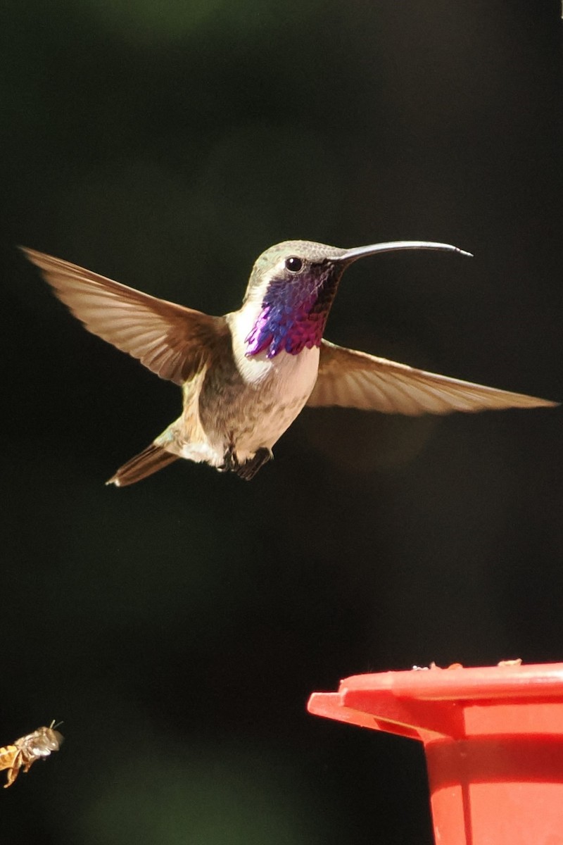 eBird Checklist - 23 Apr 2024 - Battiste's Bird Garden - 45 species