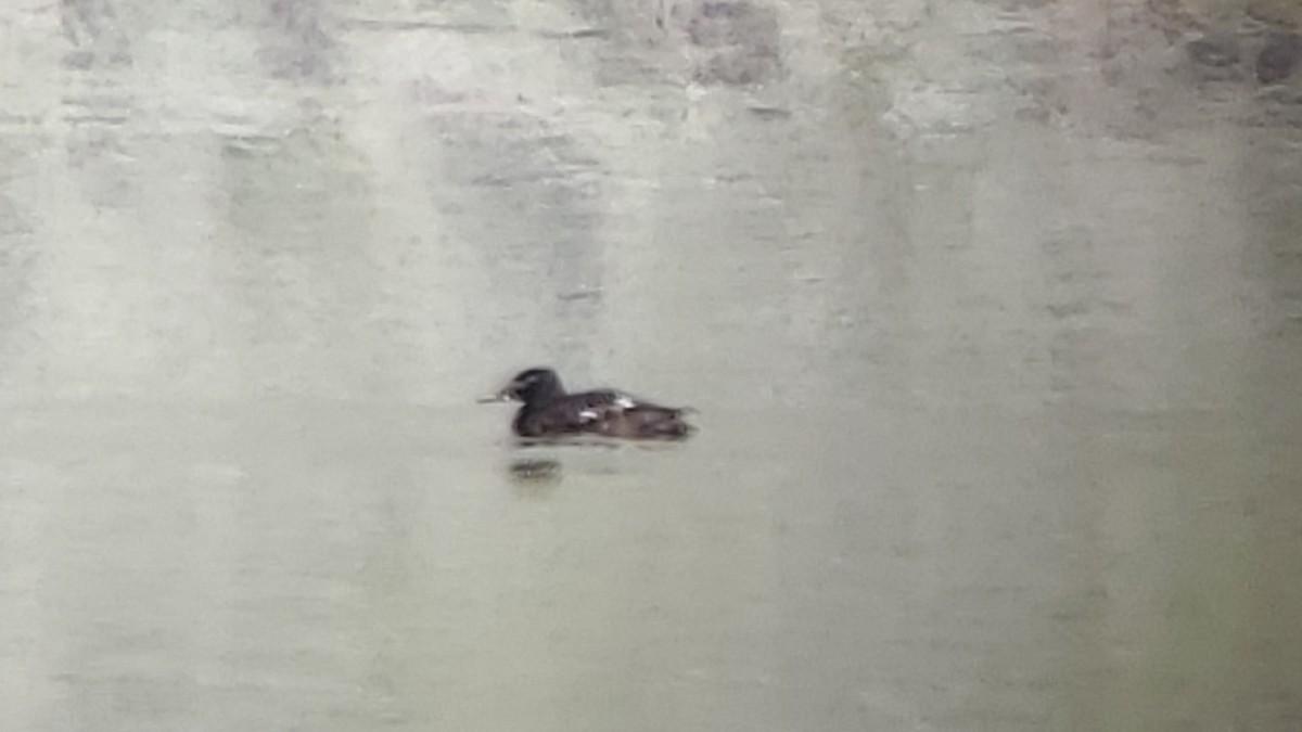 eBird Checklist - 23 Apr 2024 - Thief Valley Reservoir (Union Co.) - 21 ...