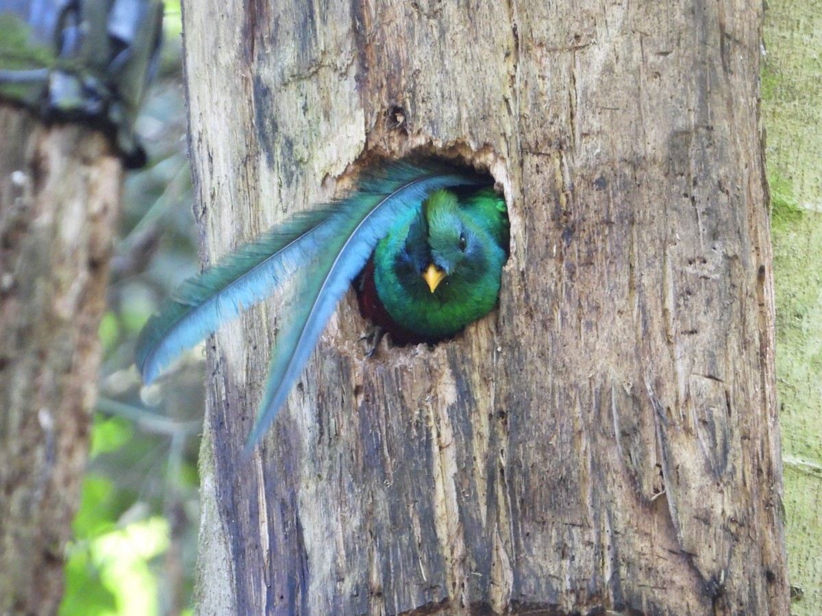 eBird Checklist - 14 Apr 2024 - PRM El Refugio del Quetzal - 27 species
