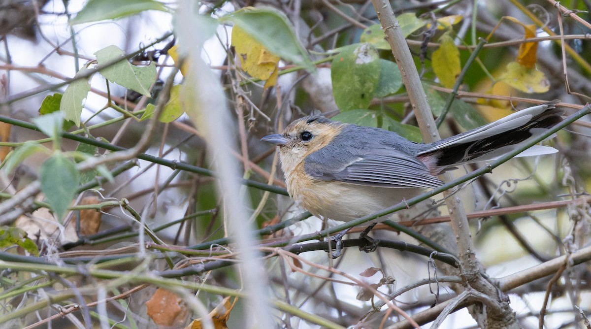 Red-breasted Chat (Tres Marias Is.) - eBird