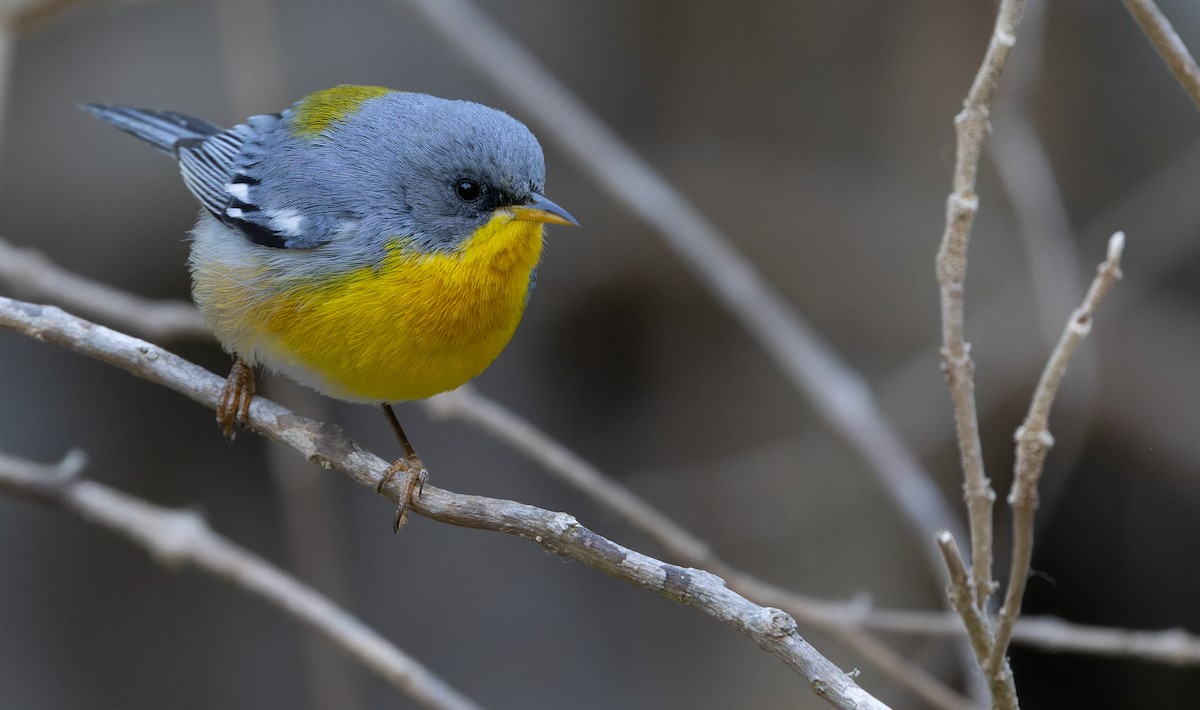 Chipe Tropical (insularis) - eBird