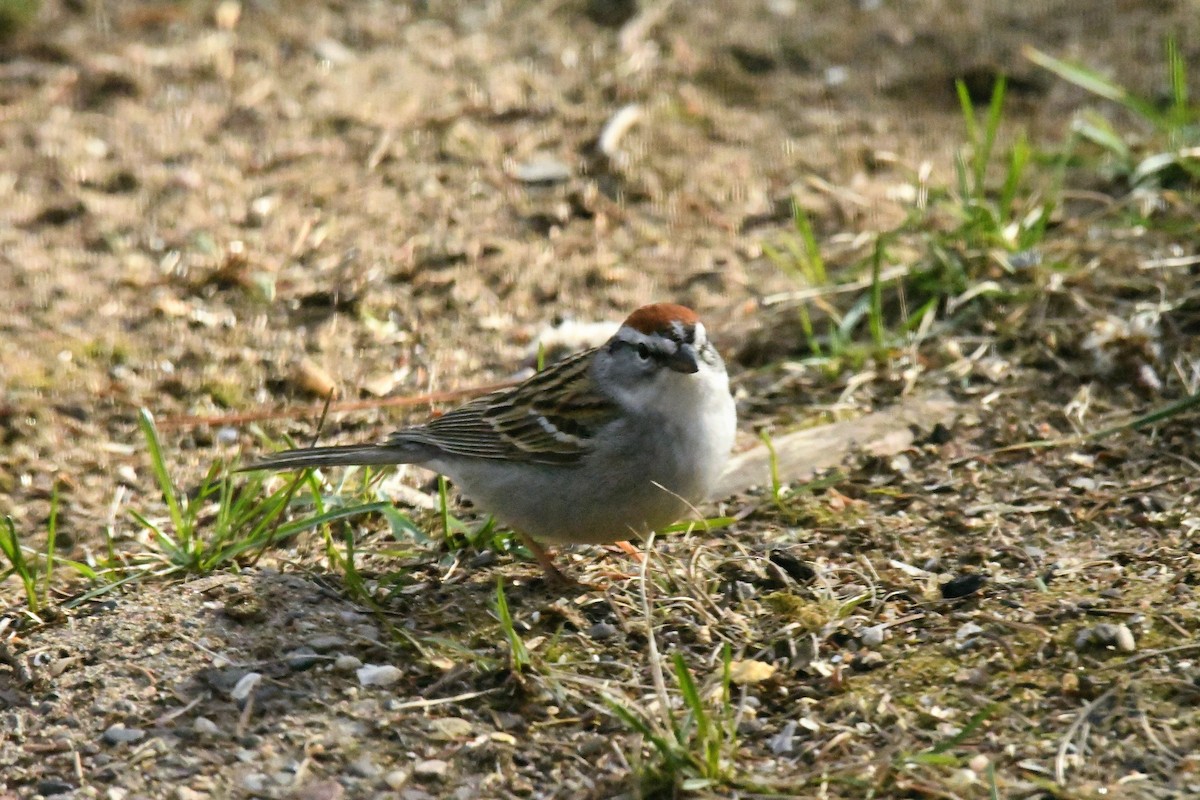 eBird Checklist - 21 Apr 2024 - James Slough, Chippewa Flowage - 30 species
