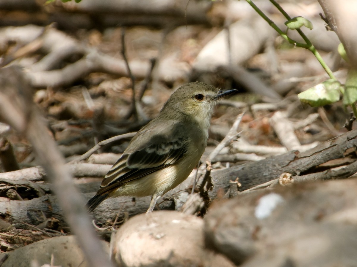 eBird Checklist - 20 Apr 2024 - Arboreto Caral - 23 species