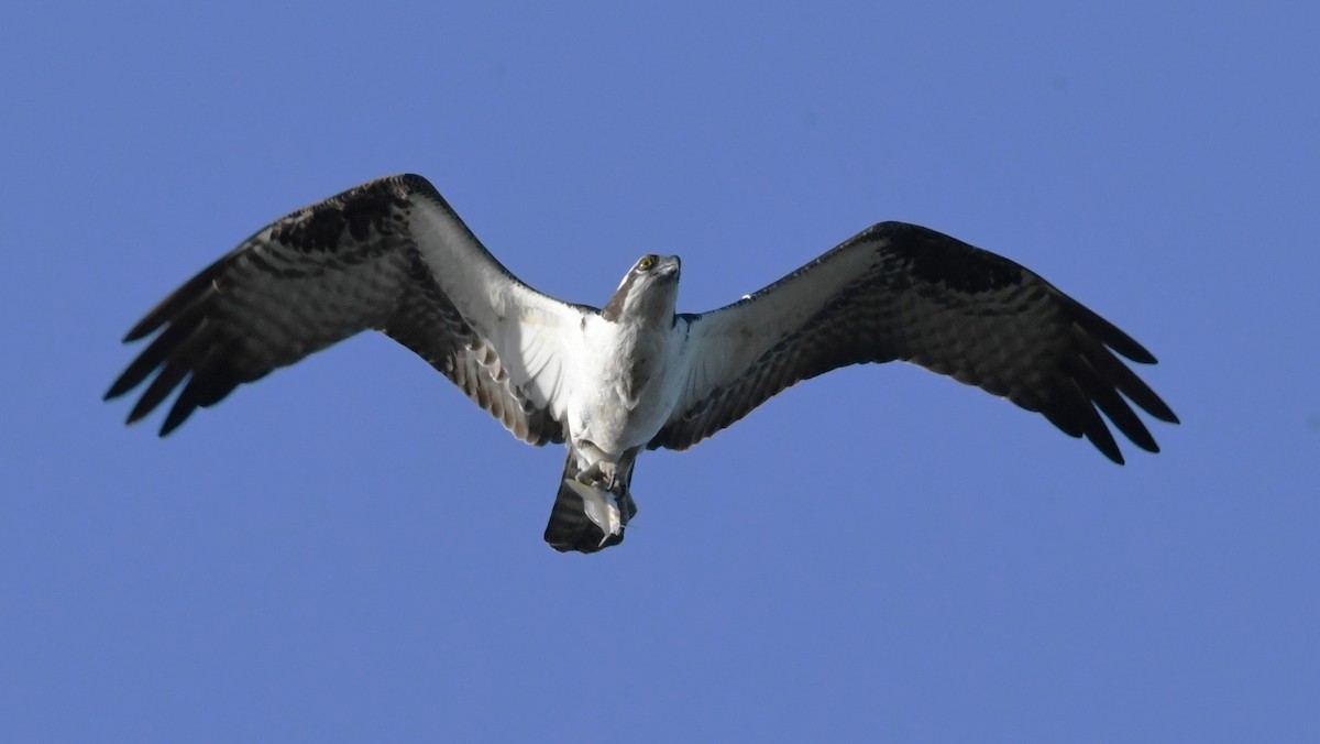 eBird Checklist - 23 Apr 2024 - Home, Kitty Hawk Bay Dr., Colington ...