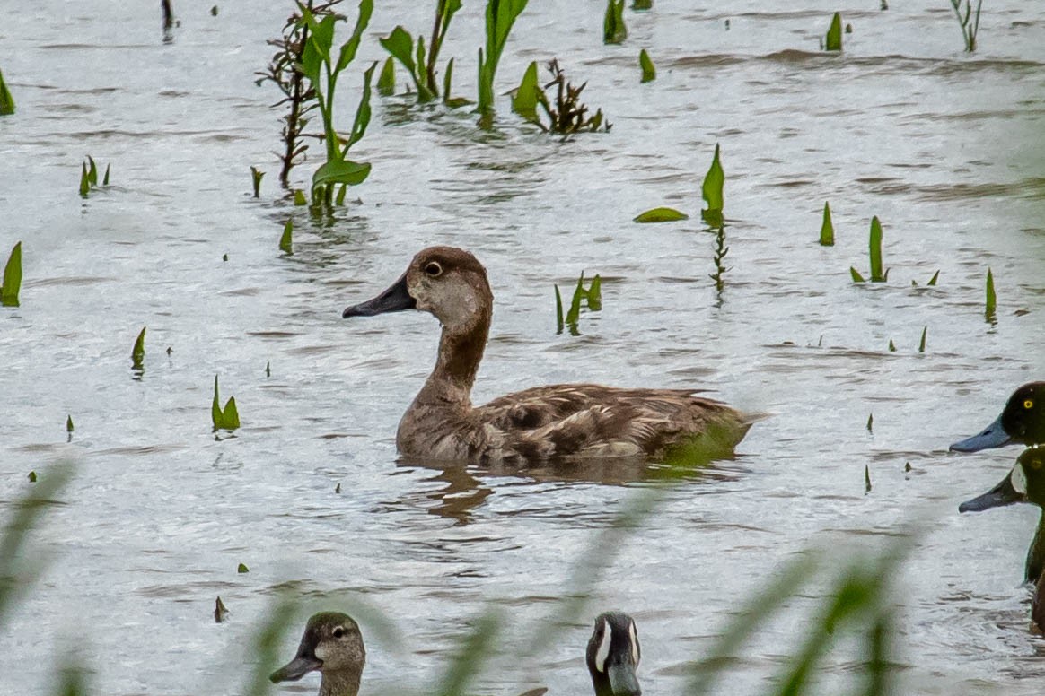 eBird Checklist - 23 Apr 2024 - MSU on O Pad, Hagerman NWR (33.729, -96 ...