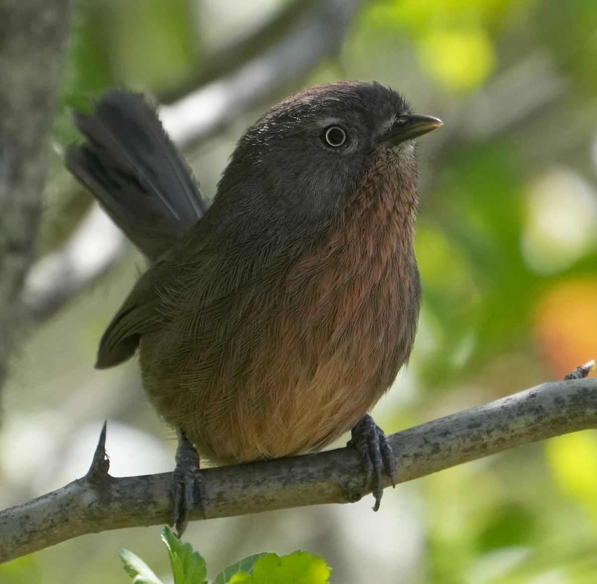 eBird Checklist - 23 Apr 2024 - 25774 Bruce Road, Monroe, Oregon, US ...