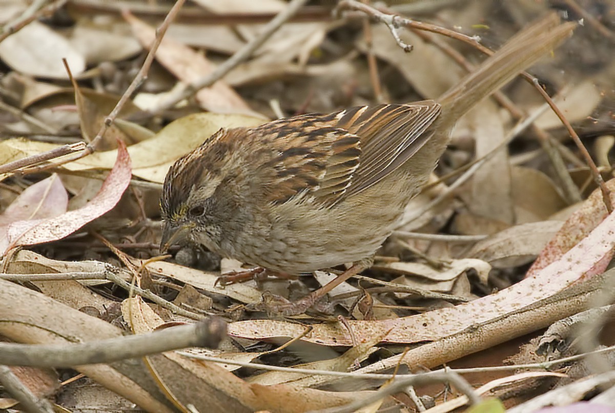 eBird Checklist - 23 Apr 2024 - Ulistac Natural Area - 31 species