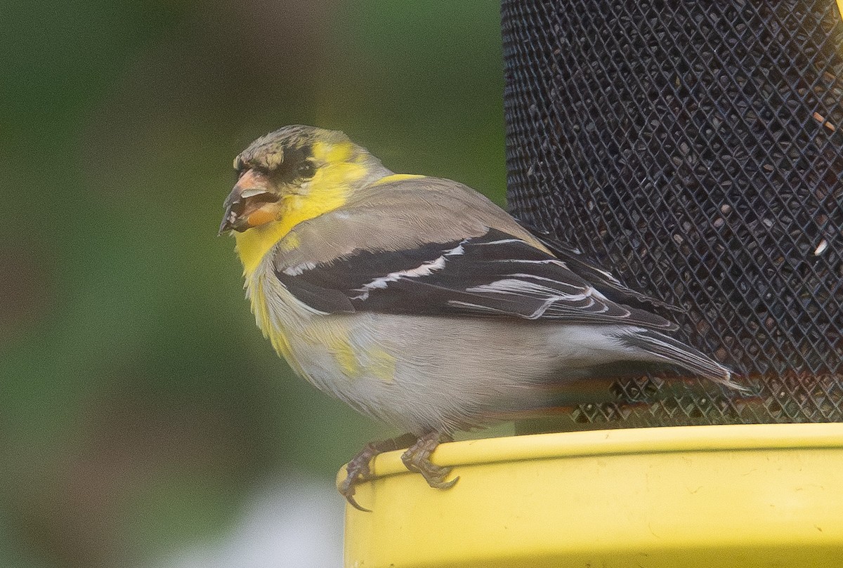 eBird Checklist - 23 Apr 2024 - My Yard and Neighborhood - 1 species