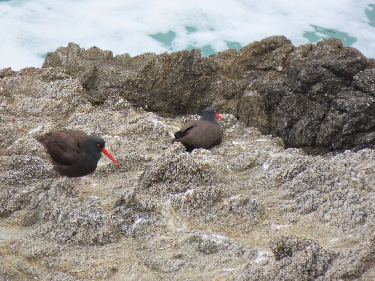 eBird Checklist - 23 Apr 2024 - Bodega Bay--harbor and immediate ...