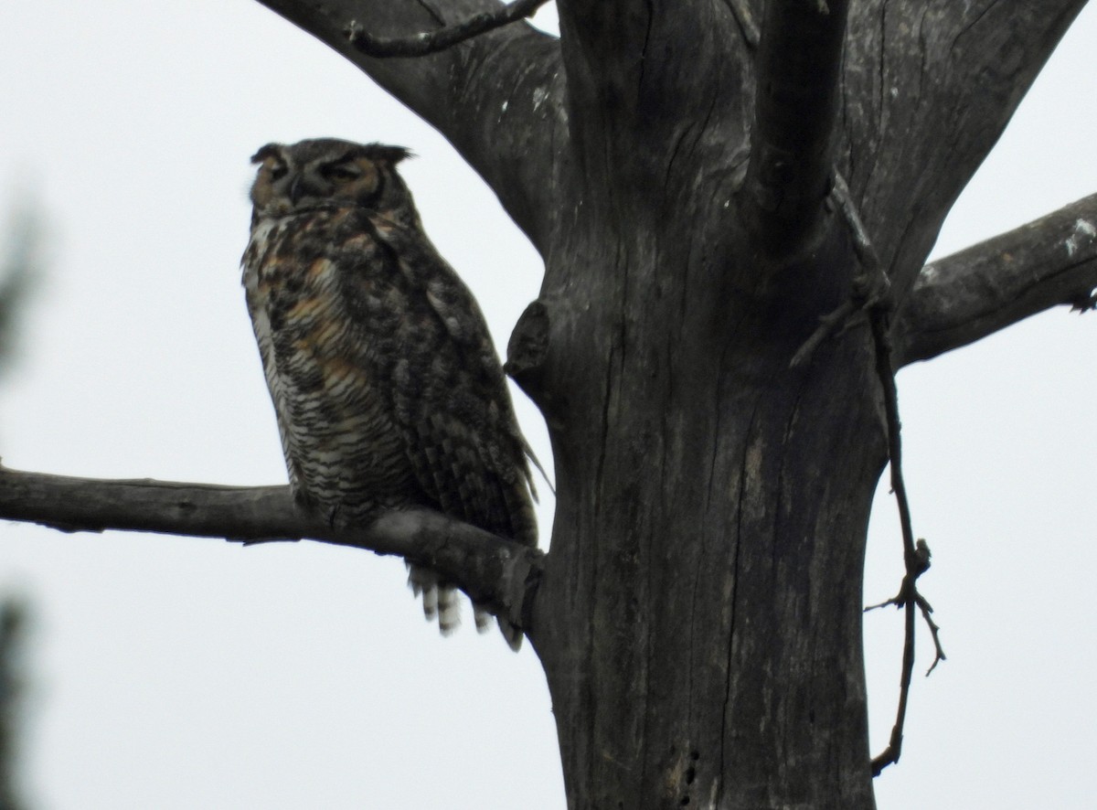 eBird Checklist - 23 Apr 2024 - Frank G. Bonelli RP/Puddingstone ...