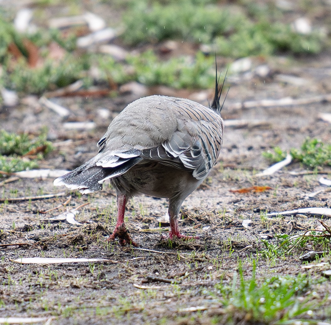 eBird Checklist - 7 Apr 2024 - Boyd Park - 11 species