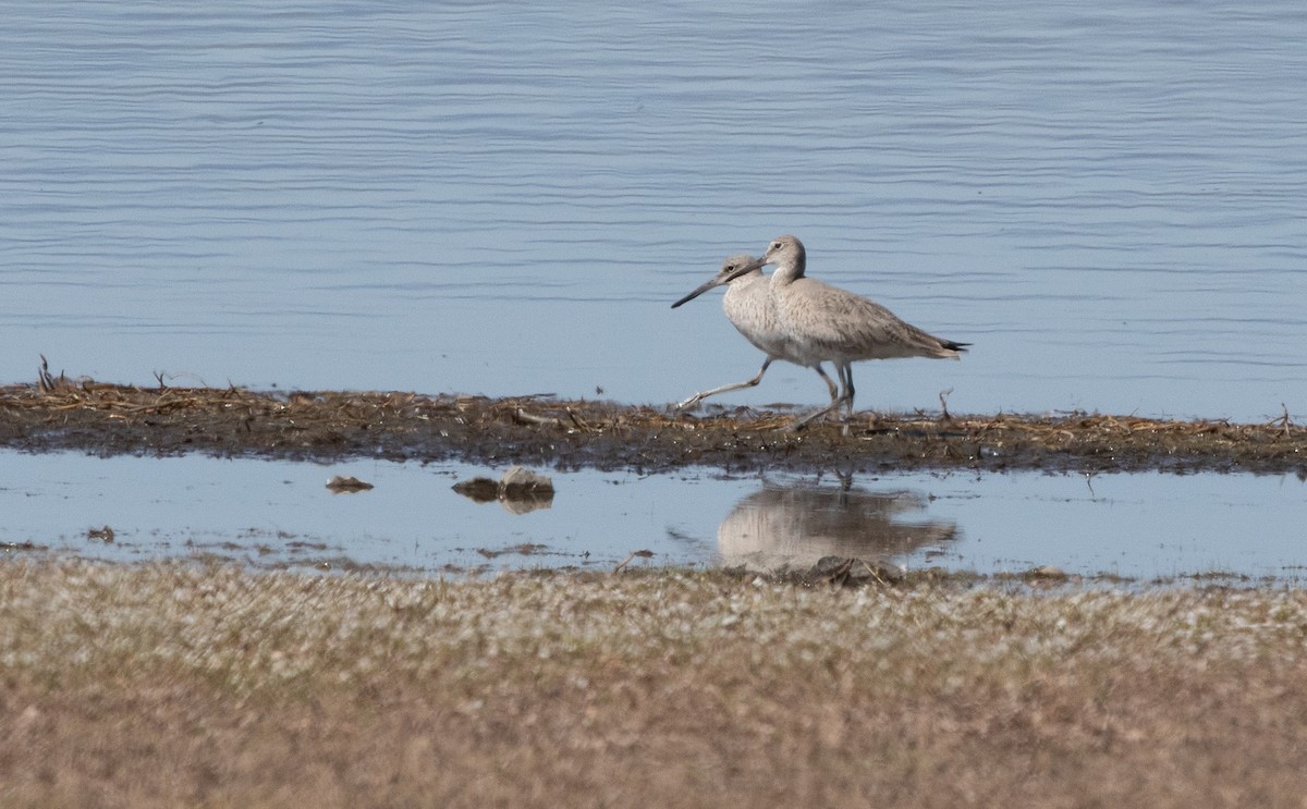 eBird Checklist - 23 Apr 2024 - Ninepipe NWR - 53 species (+4 other taxa)