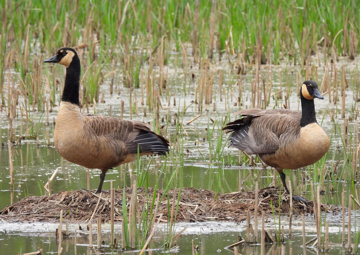 Pennsylvania Bird Atlas Checklist - 23 Apr 2024 - Wingfield Pines - 45 ...