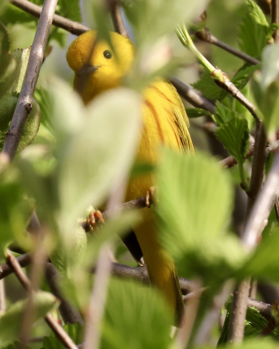 eBird Checklist - 23 Apr 2024 - Jamaica Bay Wildlife Refuge - 5 species