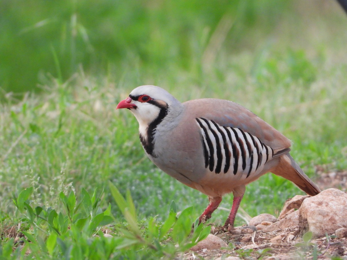 Israel Breeding Bird Atlas Checklist - 21 Apr 2024 - נחל בית עריף, שוהם ...
