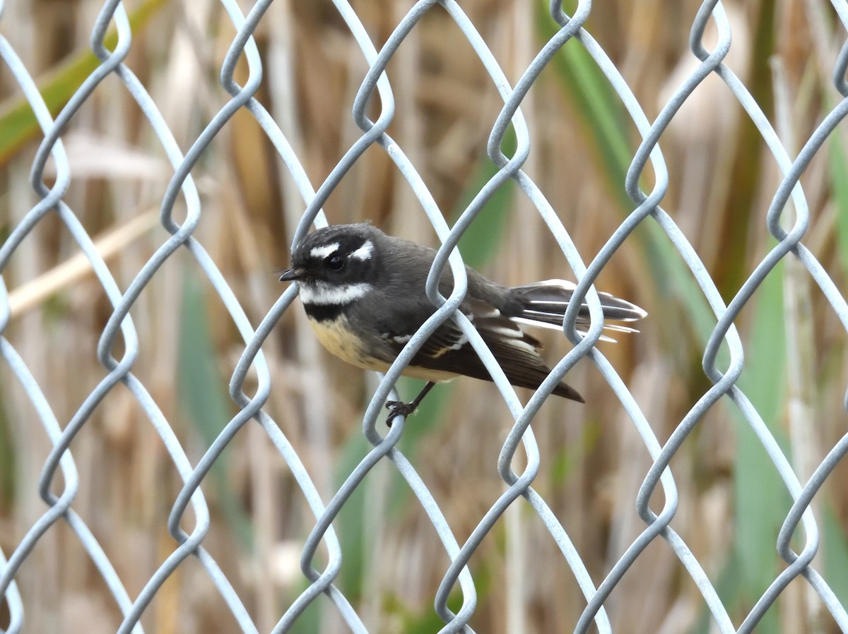 eBird Checklist - 21 Apr 2024 - Hunter Wetlands Centre (Newcastle) - 27 ...