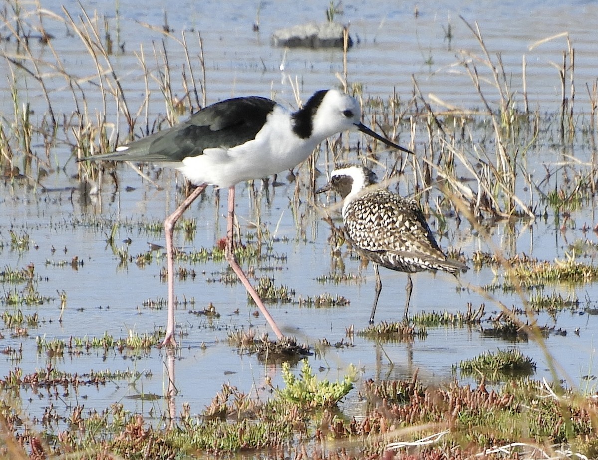 eBird Checklist - 24 Apr 2024 - Western Treatment Plant--Borrow Pits ...
