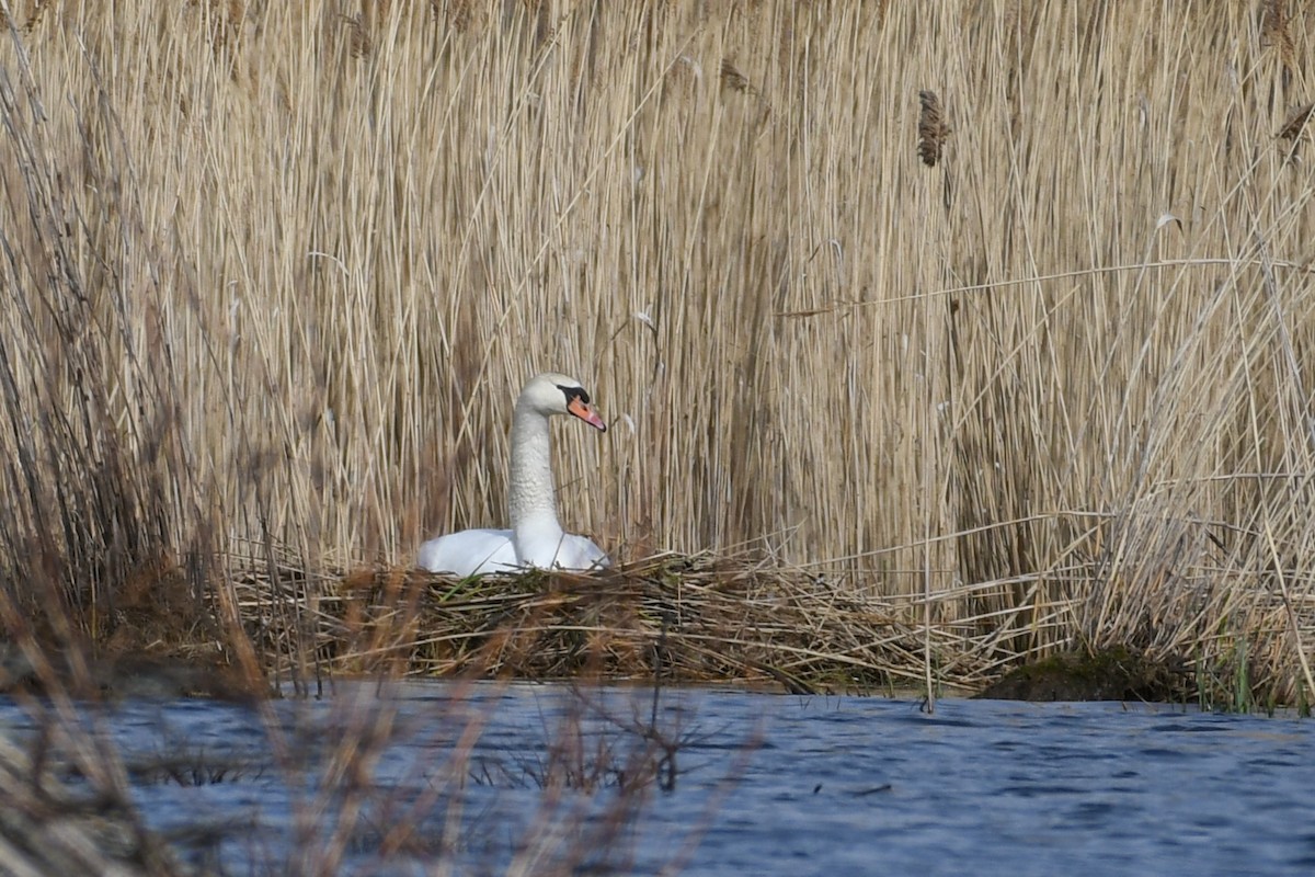 New York Breeding Bird Atlas Checklist - 20 Apr 2024 - Thousand Island ...