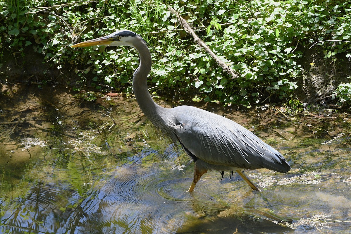 Pennsylvania Bird Atlas Checklist - 23 Apr 2024 - M. John Johnson ...