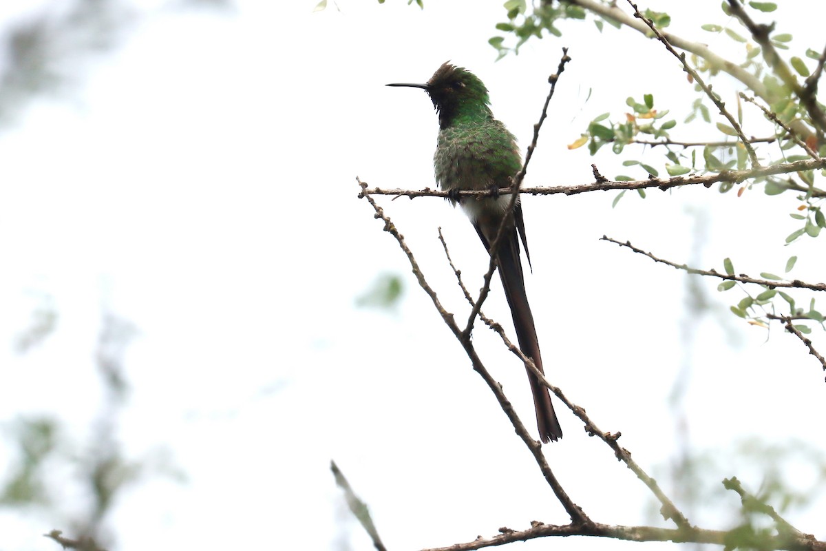 eBird Checklist - 11 Apr 2024 - Andalgala - 10 species