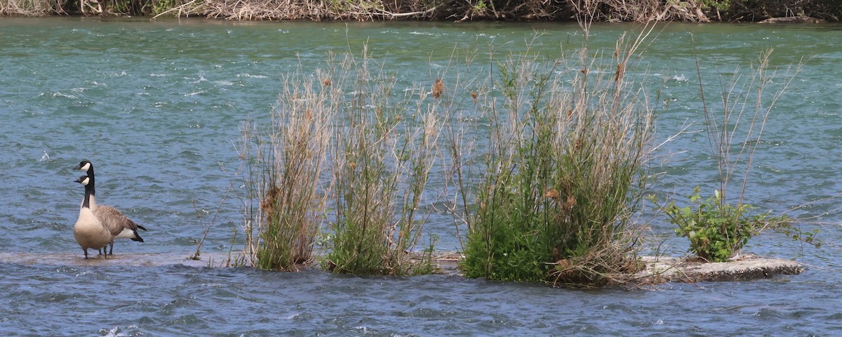 eBird Checklist - 23 Apr 2024 - Turtle Bay Bird Sanctuary - 30 species