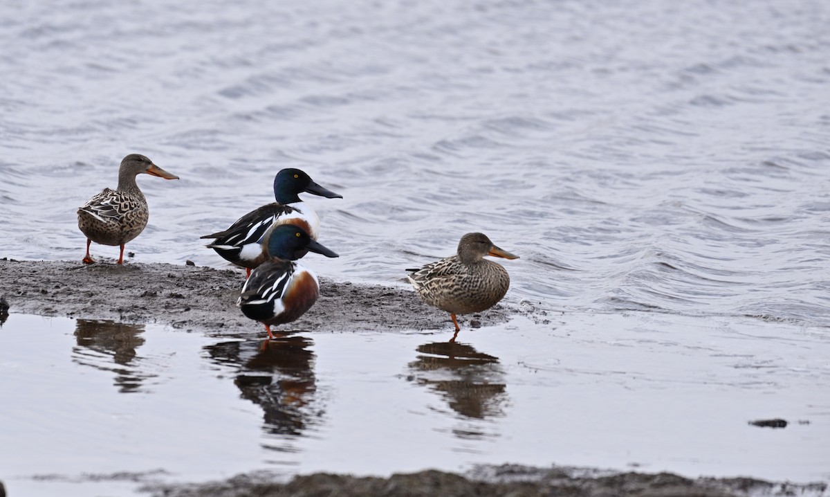 eBird Checklist - 24 Apr 2024 - HVGB--Main Dock area - 5 species