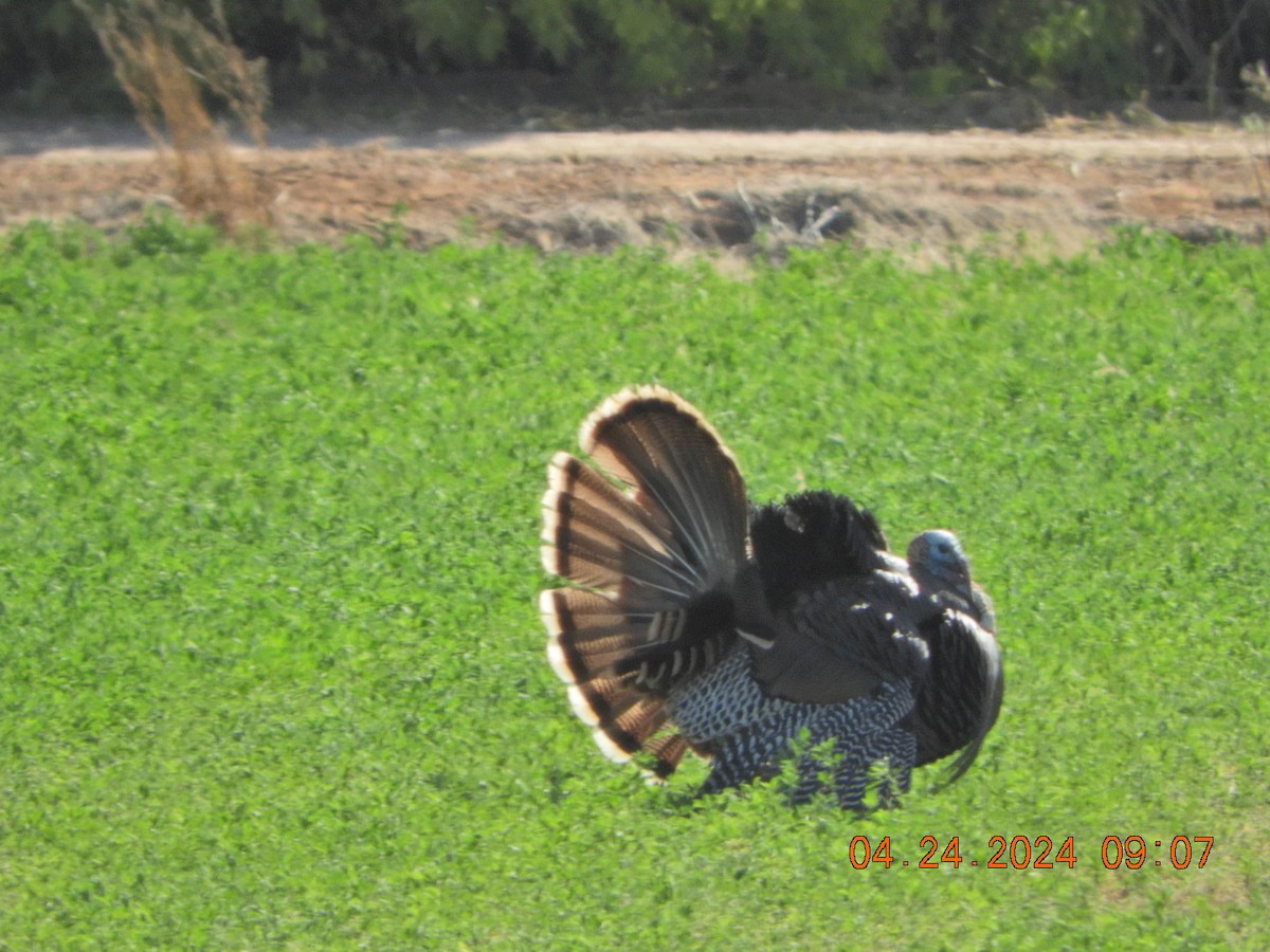 eBird Checklist - 24 Apr 2024 - Overton WMA - 52 species