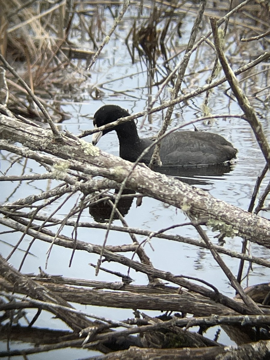 eBird Checklist - 24 Apr 2024 - Burrage Pond WMA - 51 species