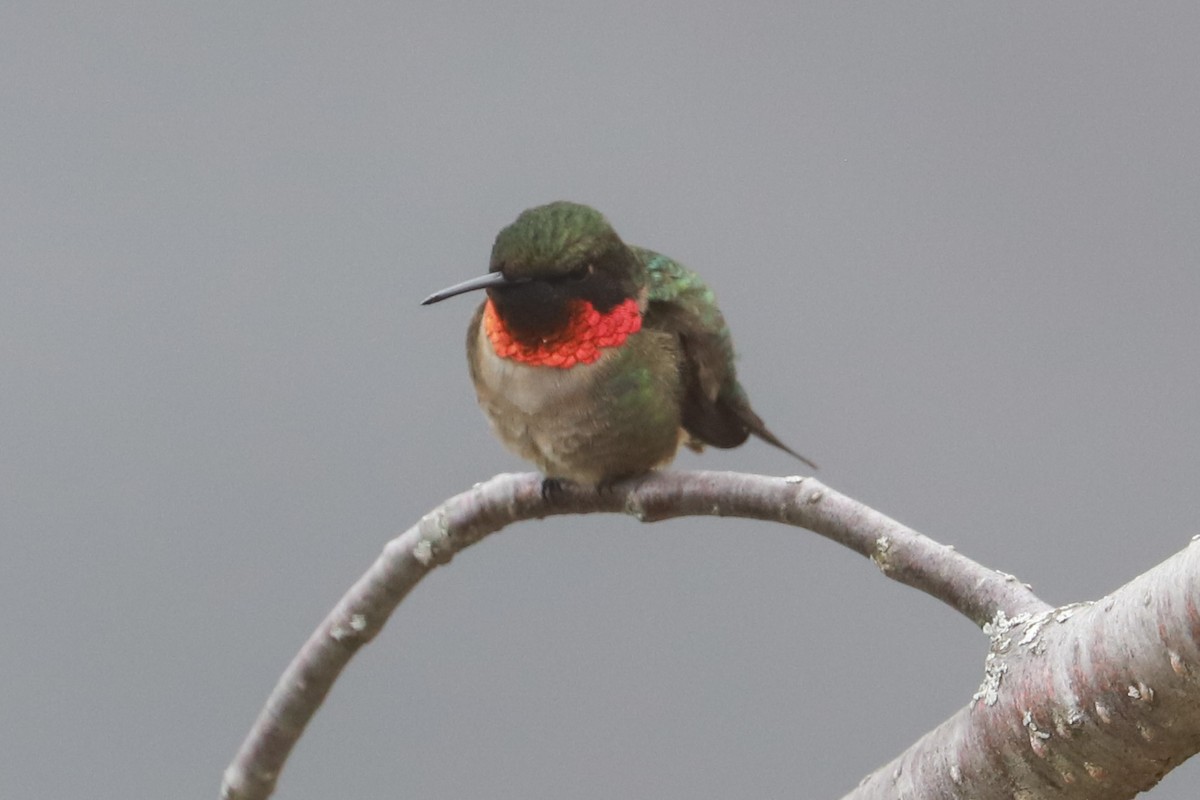 Pennsylvania Bird Atlas Checklist - 24 Apr 2024 - 399 Upper Georges Valley Rd, Spring Mills US ...