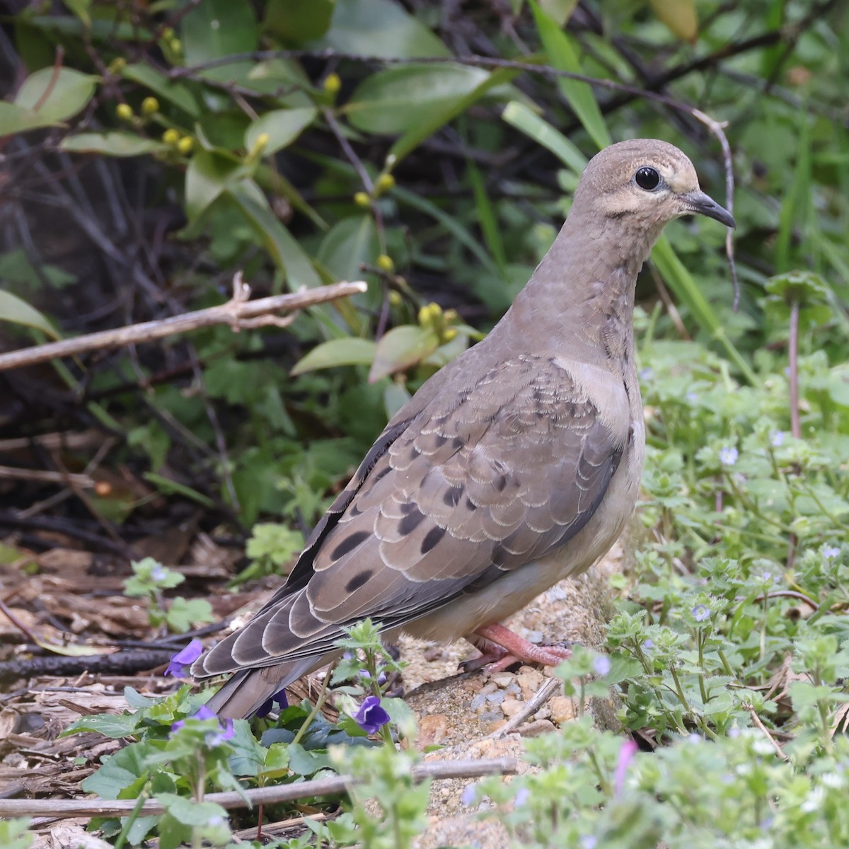 Maryland-DC Breeding Bird Atlas Checklist - 4 Apr 2024 - North Beach ...