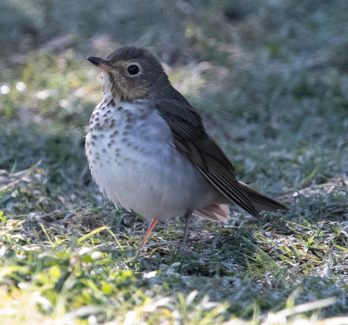 eBird Checklist - 22 Apr 2024 - Peveto Woods--Baton Rouge Audubon ...