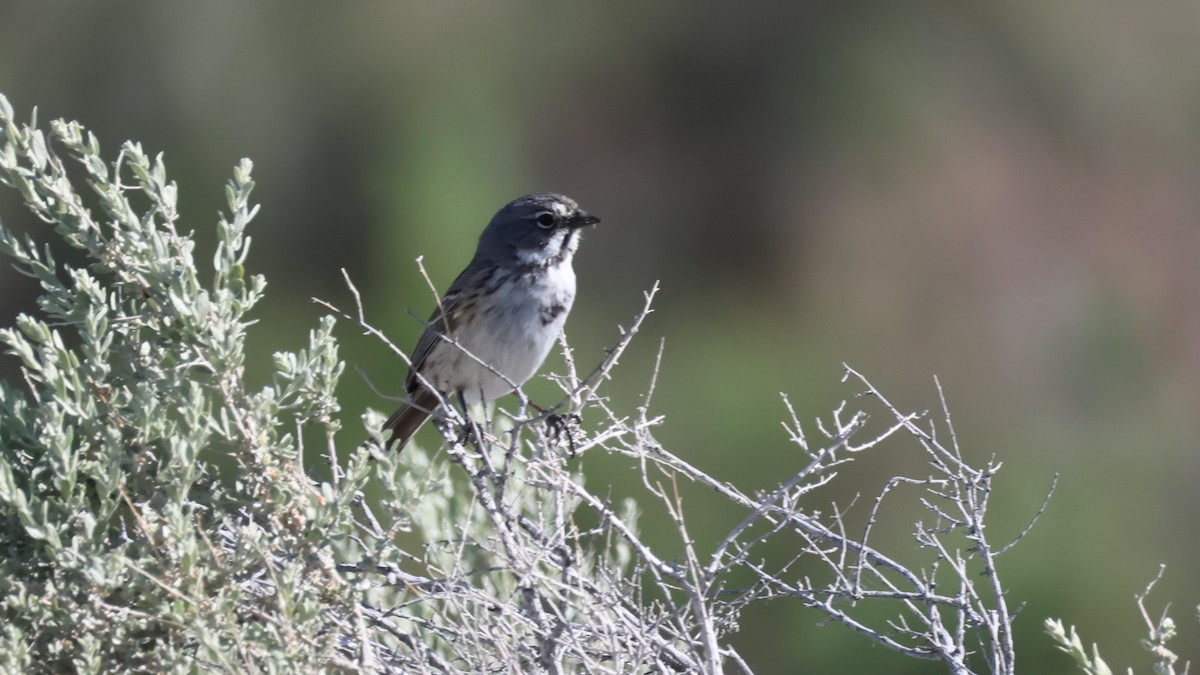 eBird Checklist - 23 Apr 2024 - Whistler and Homestead Pahrump, Nevada ...