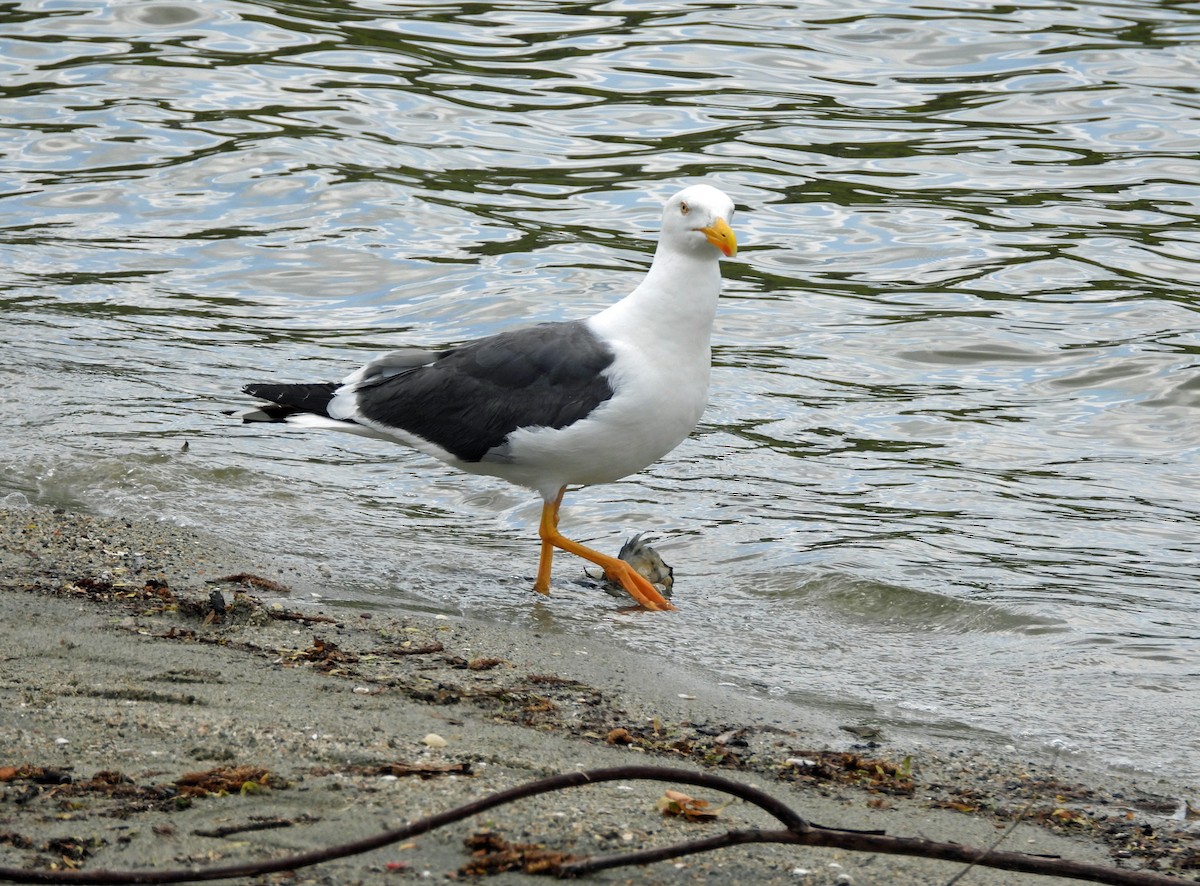 eBird Checklist - 24 Apr 2024 - Frank G. Bonelli RP/Puddingstone ...
