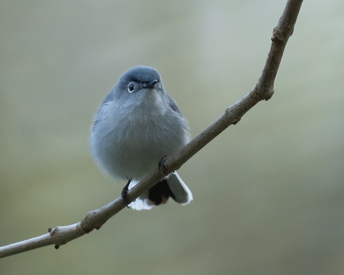 eBird Checklist - 24 Apr 2024 - Forry Preserve - 14 species